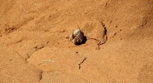 Die Little Five in der Namib Wüste bei Swakopmund - Namibialiebe